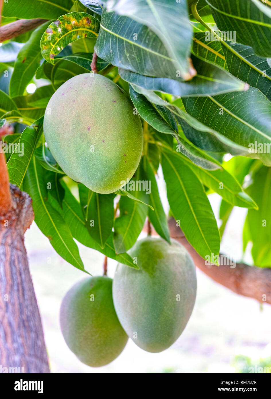 Tropical mango tree with big unripe mango fruits growing in orchard on ...