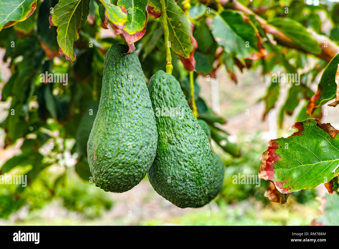 Tropical avocado tree with ripe green avocado fruits growing on ...