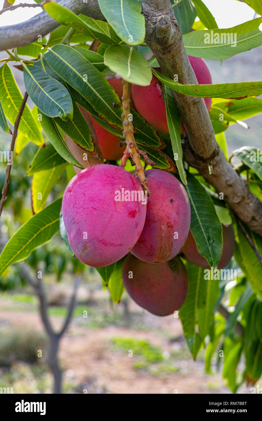 Tropical mango tree with big ripe mango fruits growing in orchard on ...
