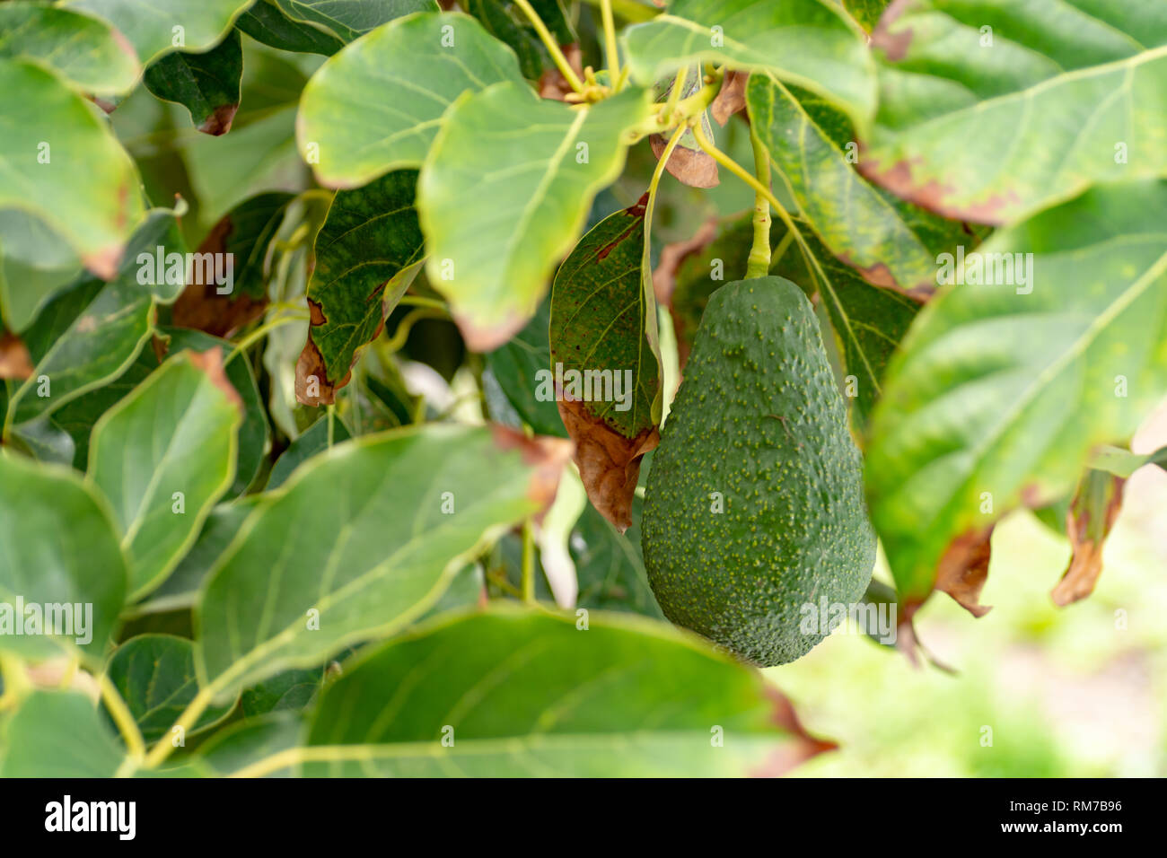 Tropical avocado tree with ripe green avocado fruits growing on ...