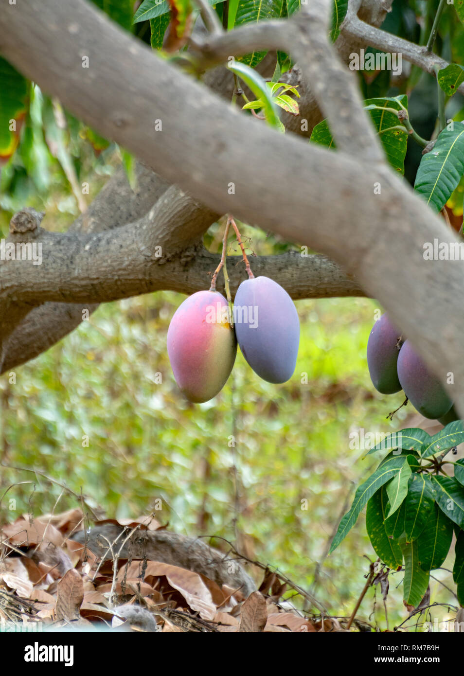 Tropical mango tree with big ripe mango fruits growing in orchard on ...