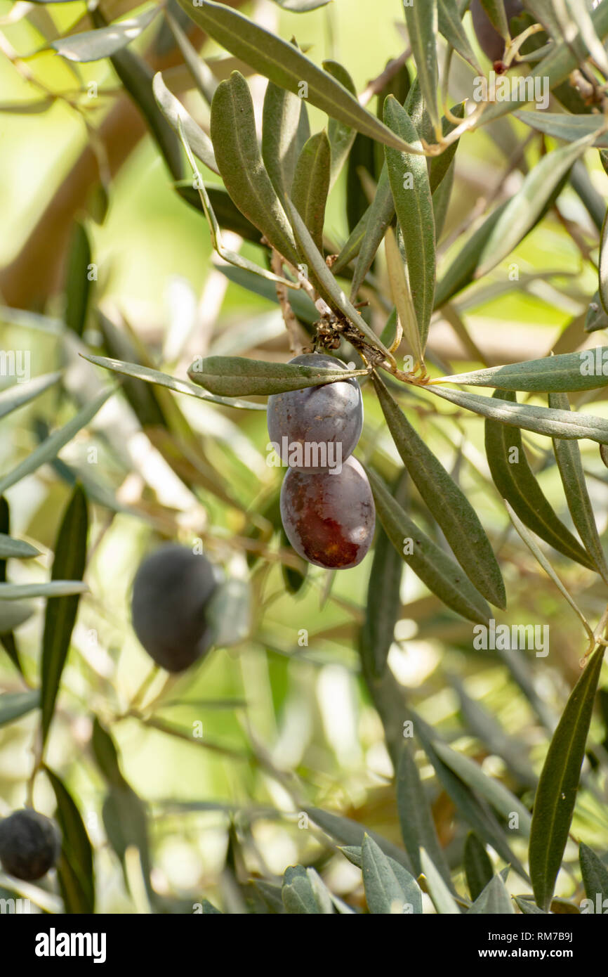 Olive tree with big ripe black olives ready for harvest close up Stock ...