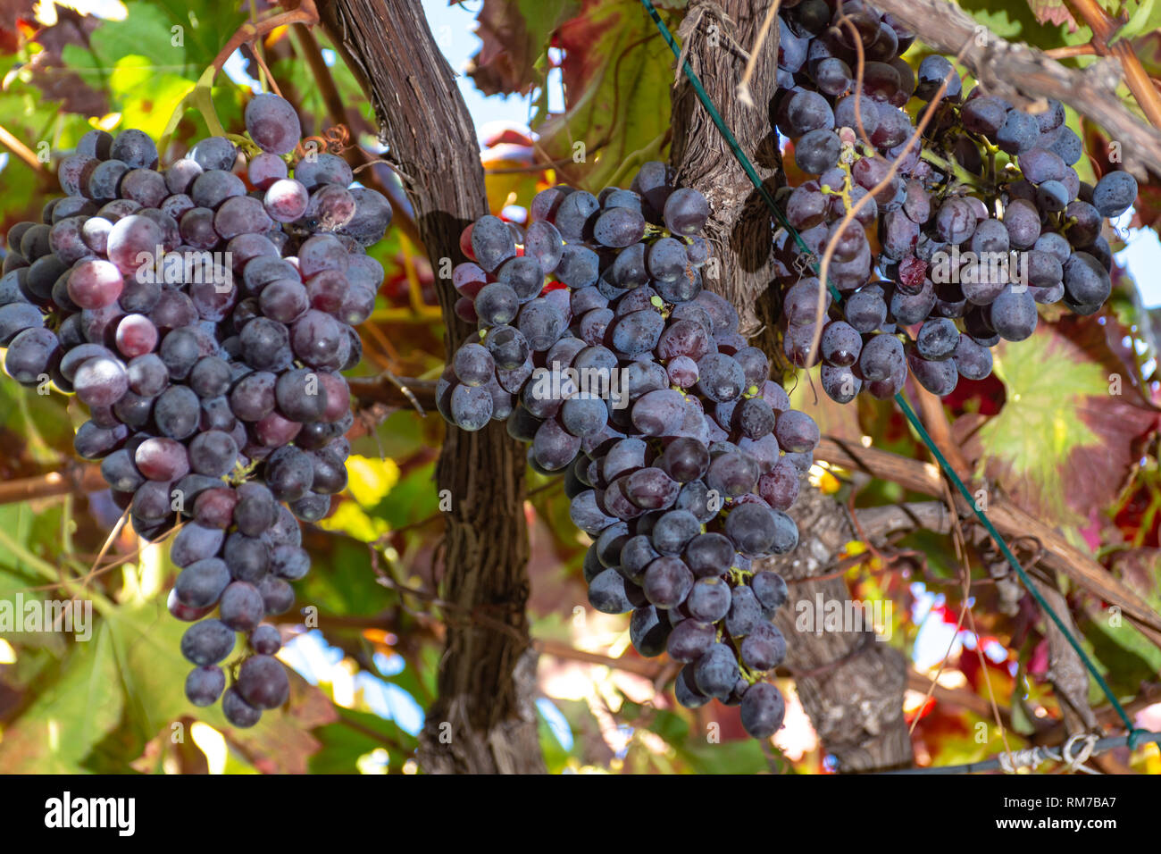 Bunches of ripe red table grapes hanging on old grape plants in autumn ...