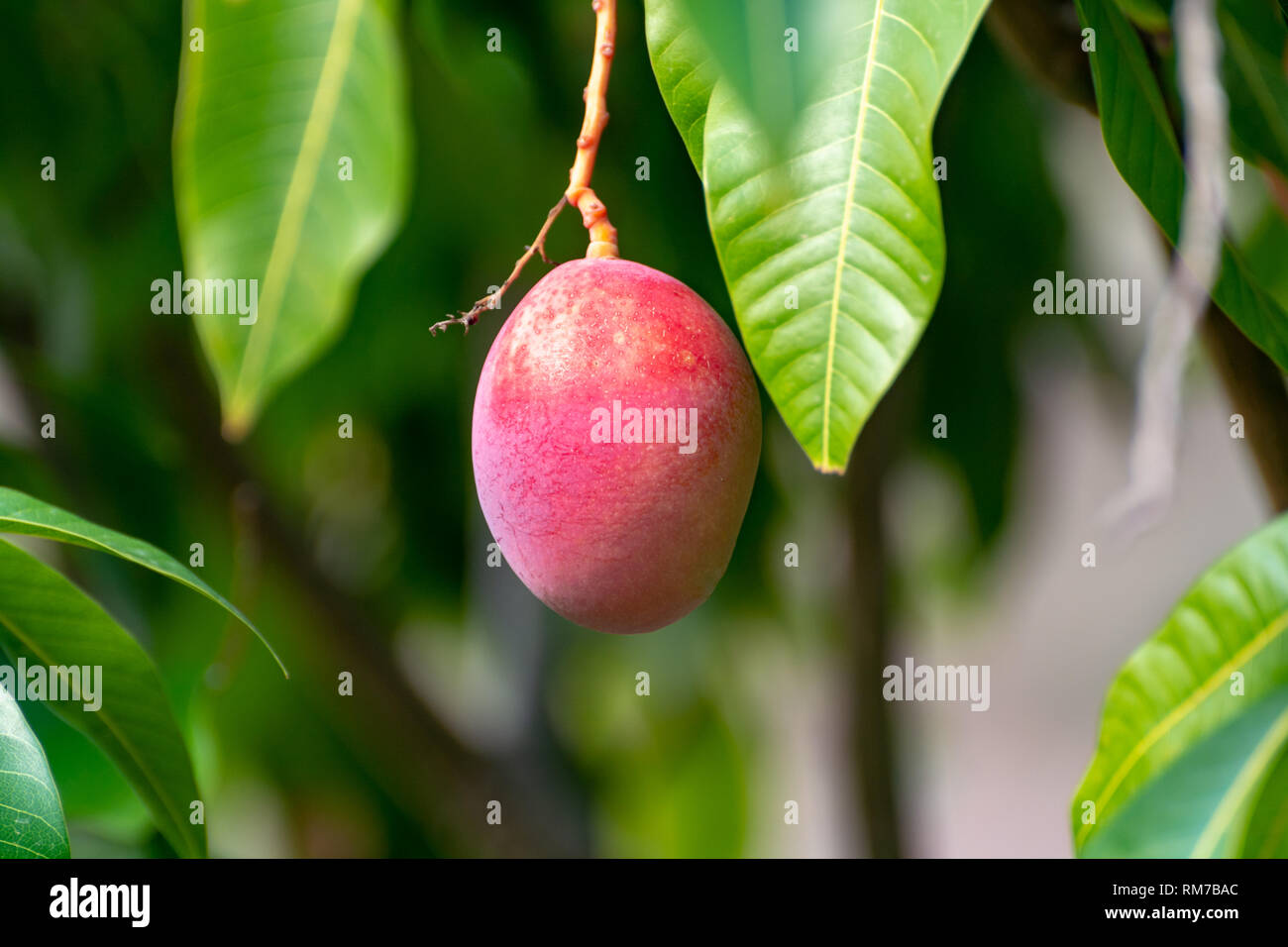 Tropical mango tree with big ripe mango fruits growing in orchard on ...