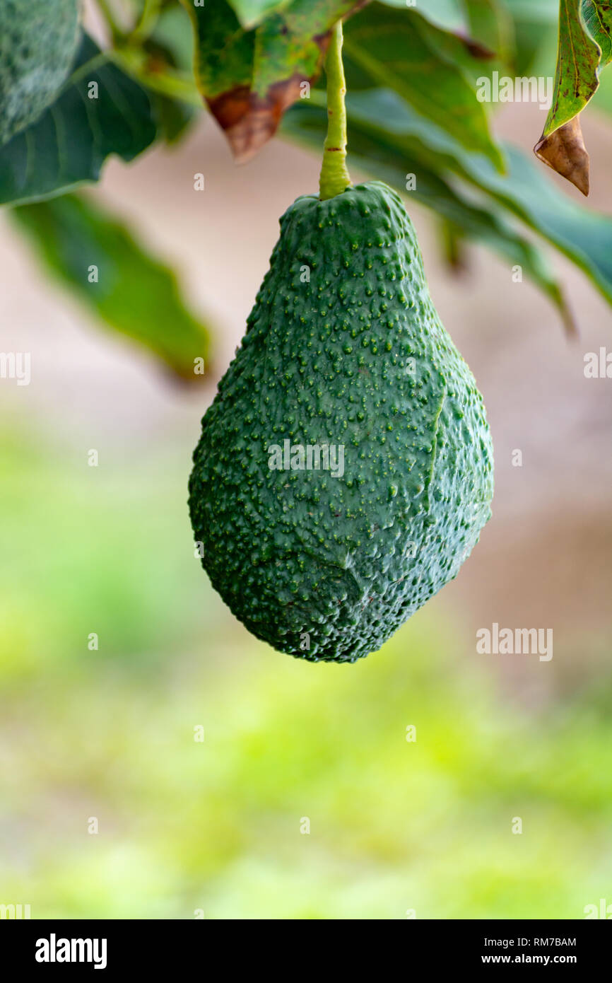 Tropical avocado tree with ripe green avocado fruits growing on ...