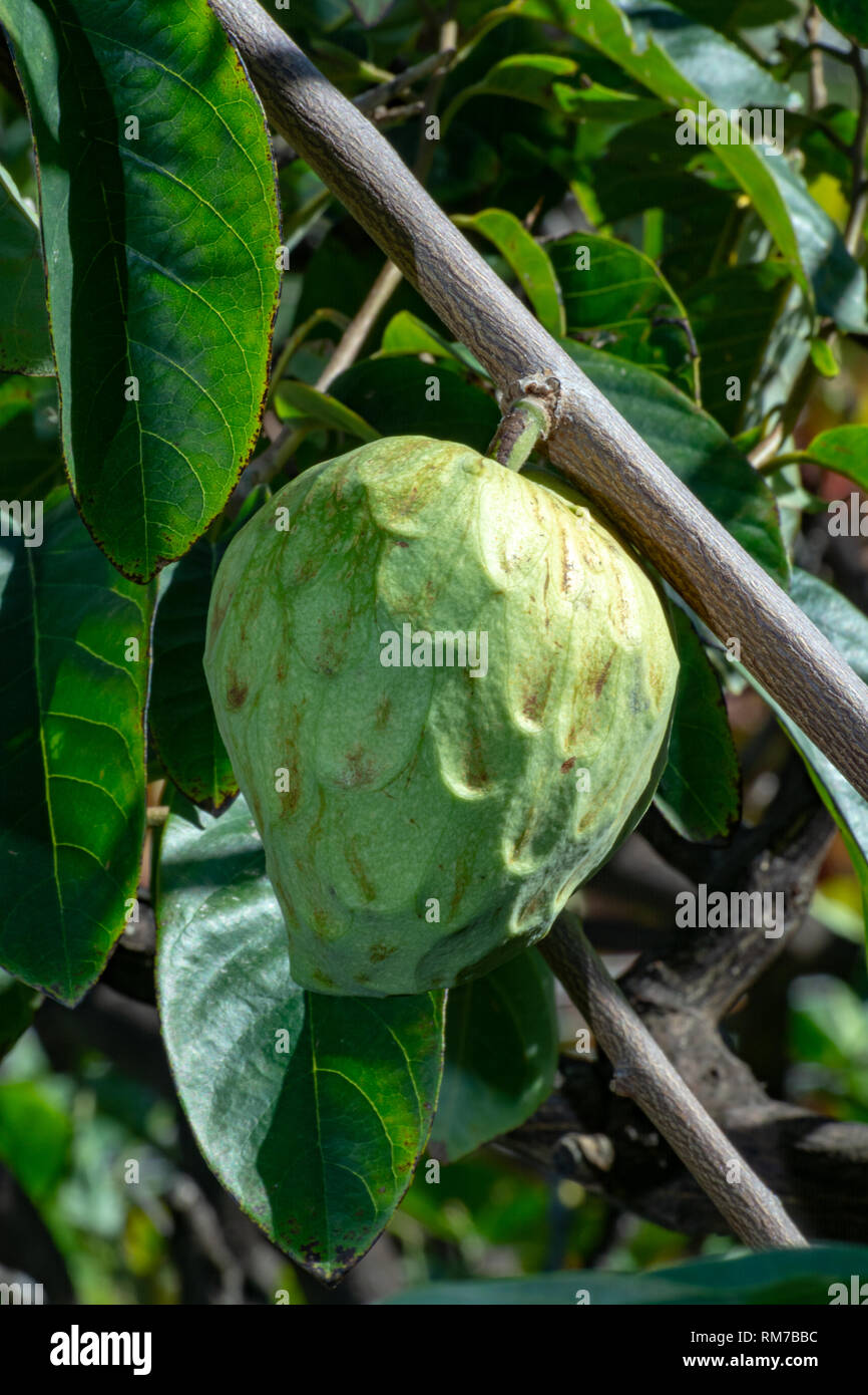 Green ripe cherimoya or ice cream exotic fruit with tasty fruit flavor ...