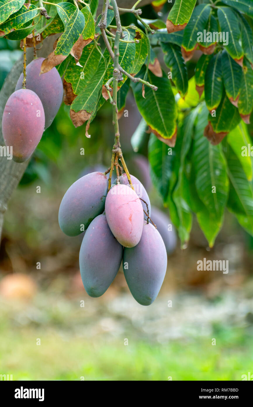 Tropical mango tree with big ripe mango fruits growing in orchard on ...