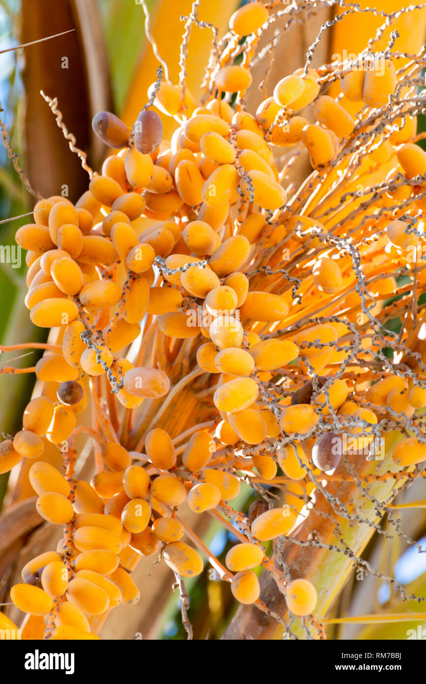 Bunch of barhi dates fruits growing on tropical palm tree close up ...