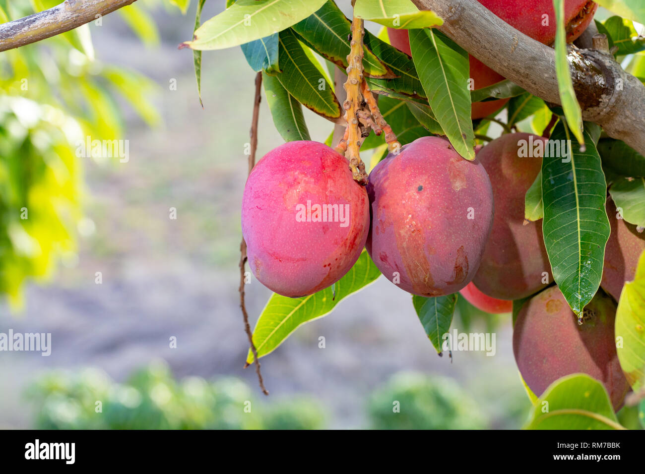 Tropical mango tree with big ripe mango fruits growing in orchard on ...