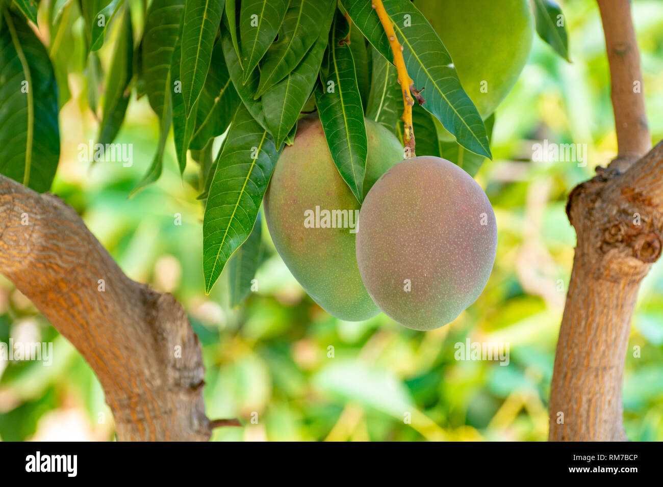 Tropical mango tree with big ripe mango fruits growing in orchard on ...