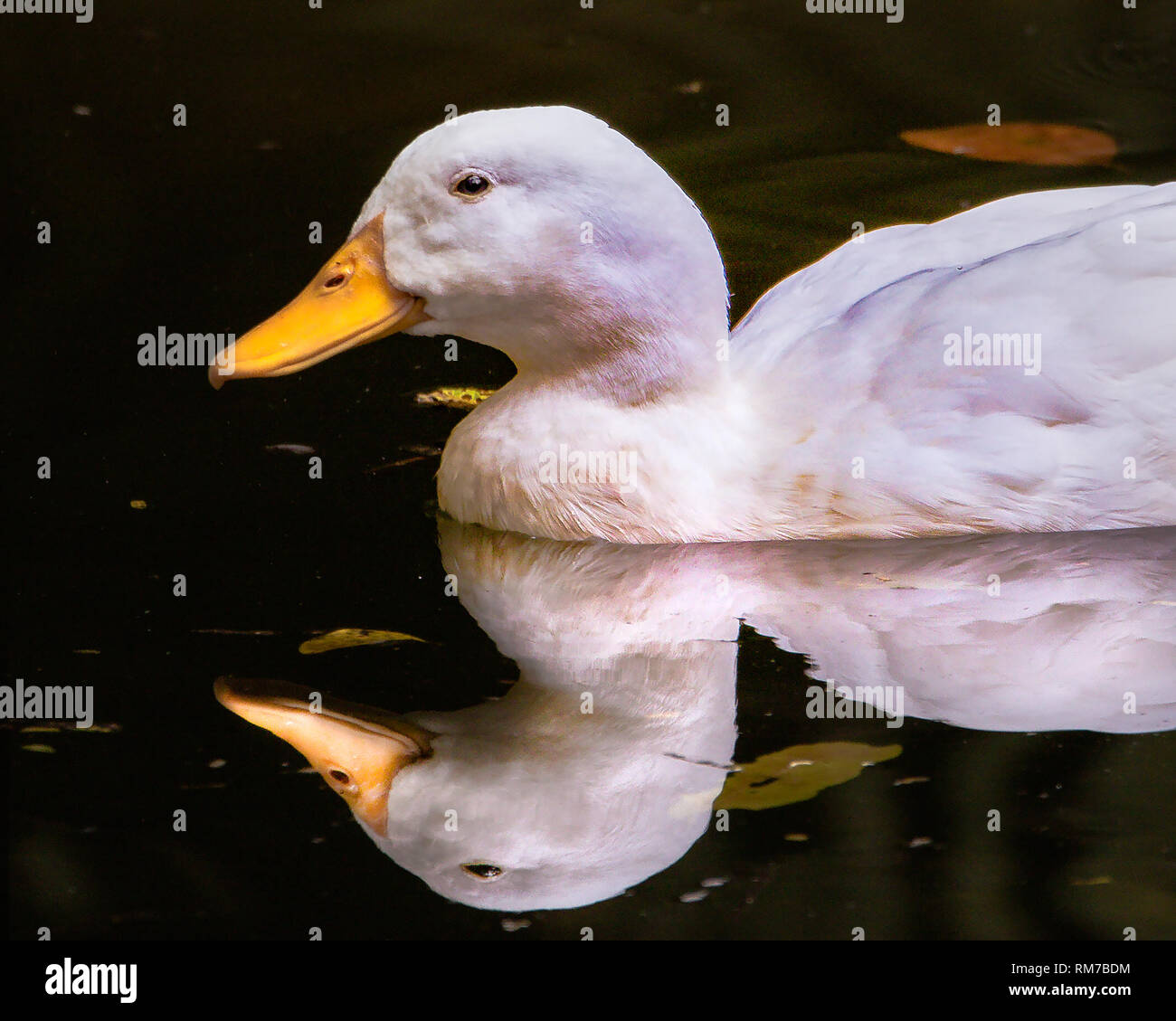 The duck floating on the water outdoors Stock Photo - Alamy
