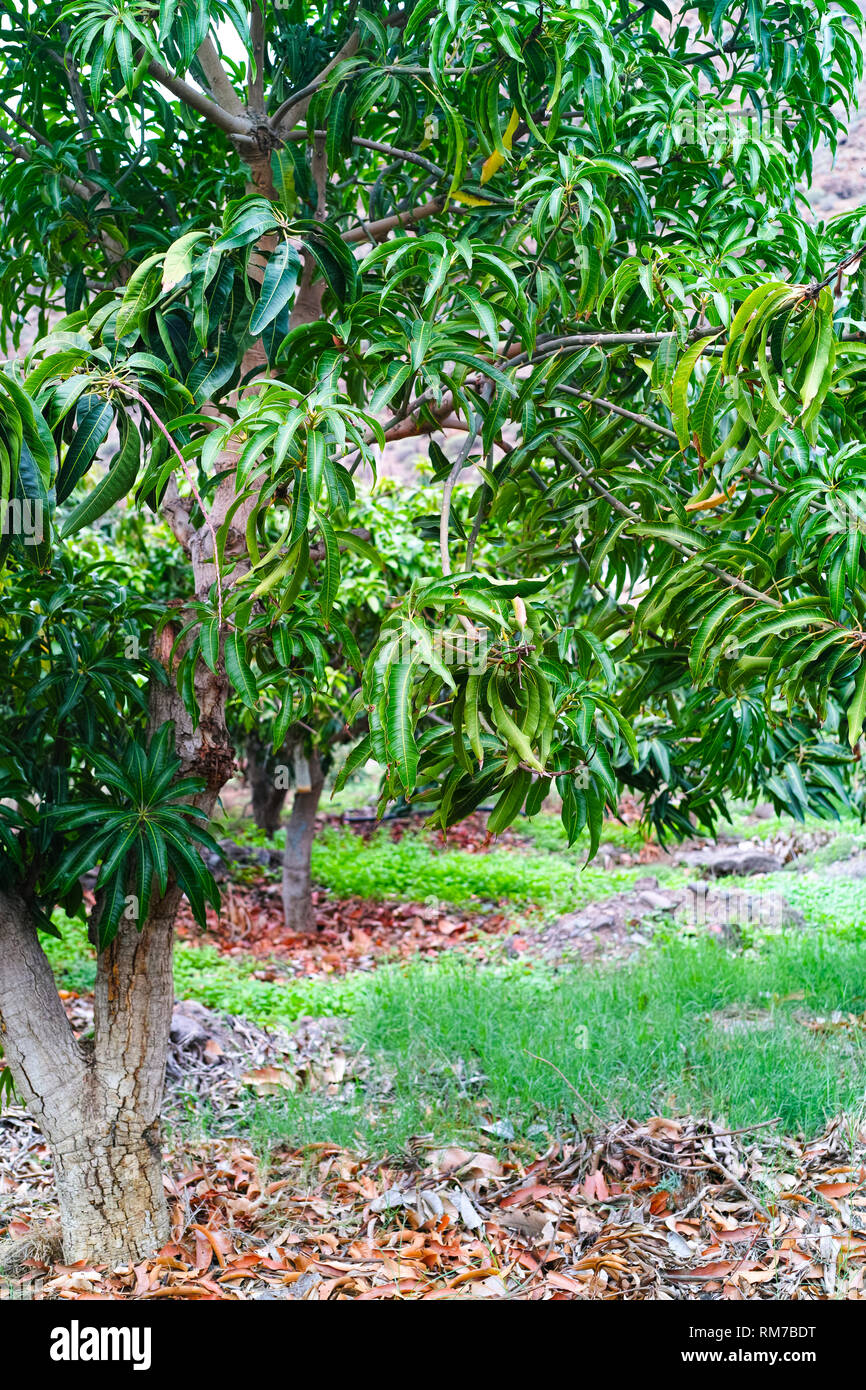 Tropical mango tree after harvesting growing in orchard on Gran Canaria ...