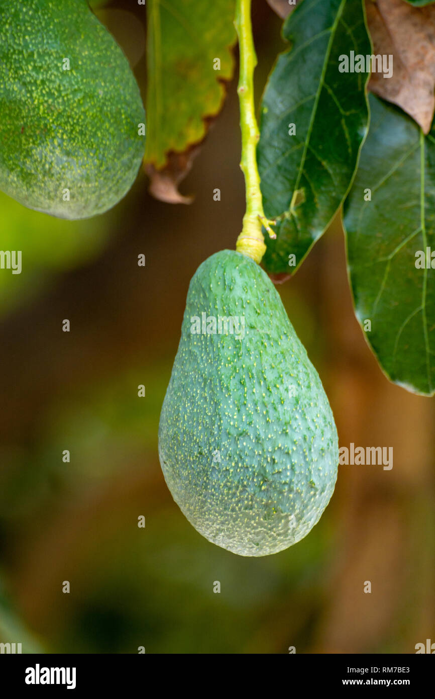 Tropical avocado tree with ripe green avocado fruits growing on ...