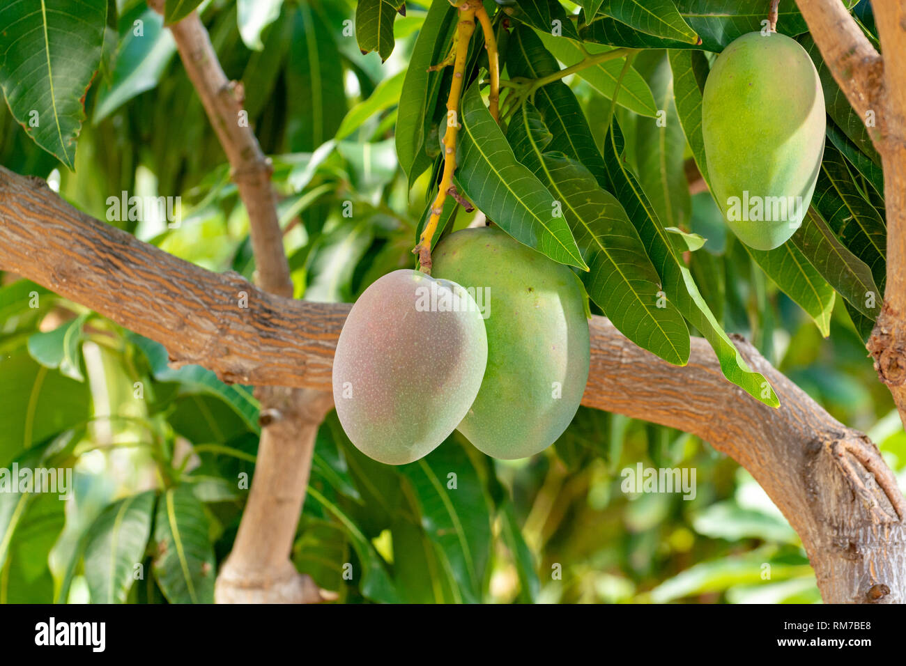 Tropical mango tree with big ripe mango fruits growing in orchard on ...