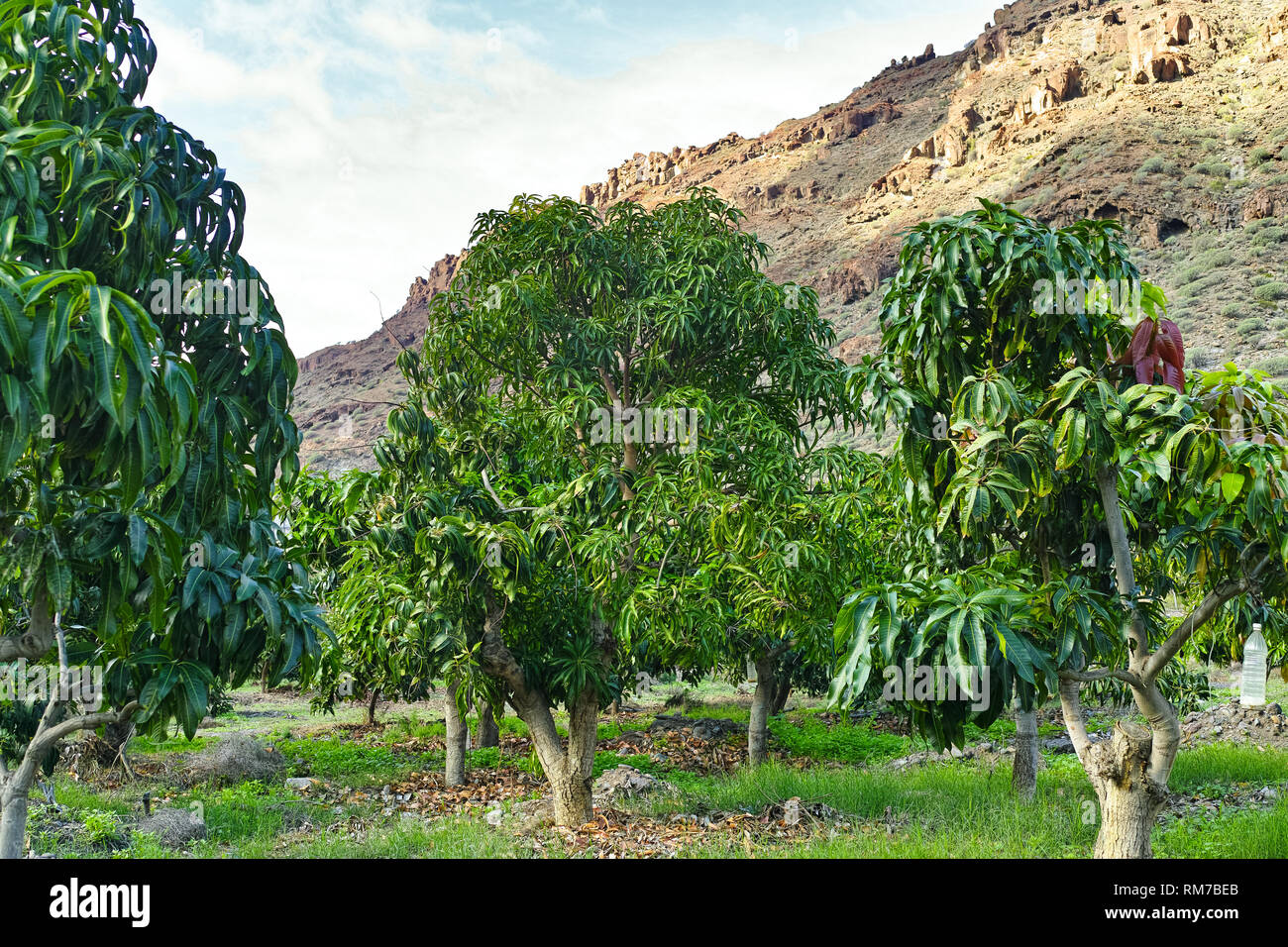 Tropical mango tree after harvesting growing in orchard on Gran Canaria ...
