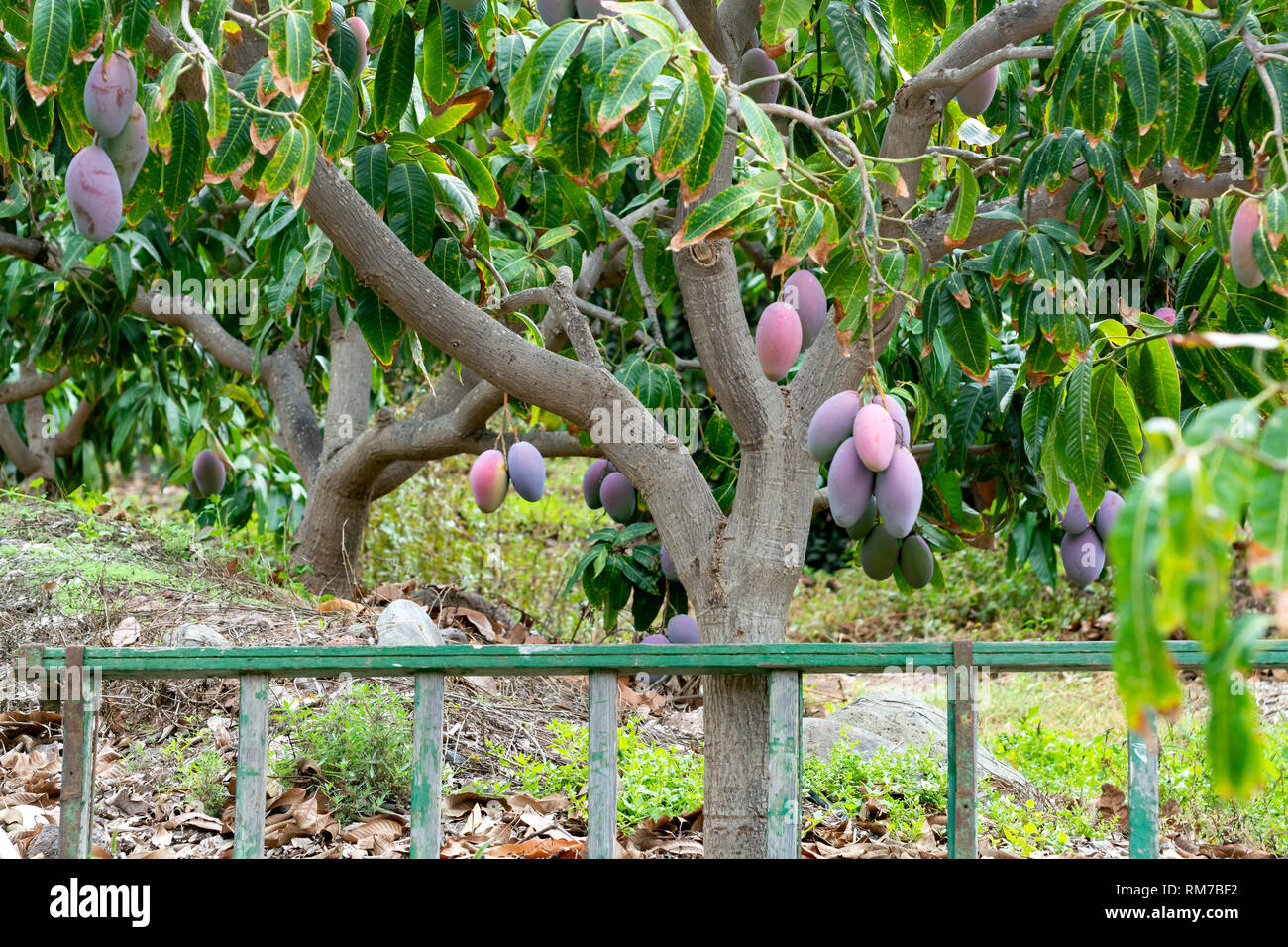 Tropical mango tree with big ripe mango fruits growing in orchard on ...