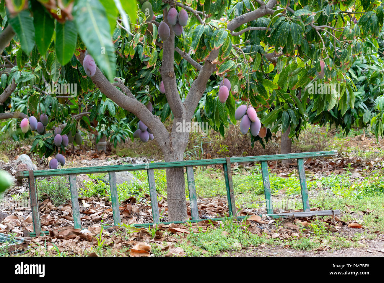 Tropical mango tree with big ripe mango fruits growing in orchard on ...