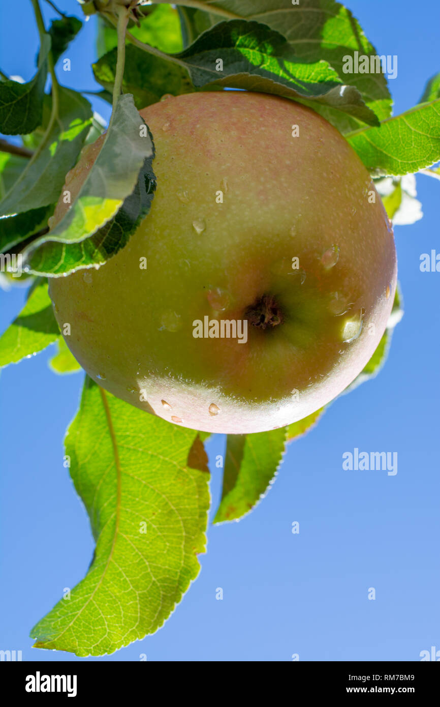 Fruitful season red apples hi-res stock photography and images - Alamy
