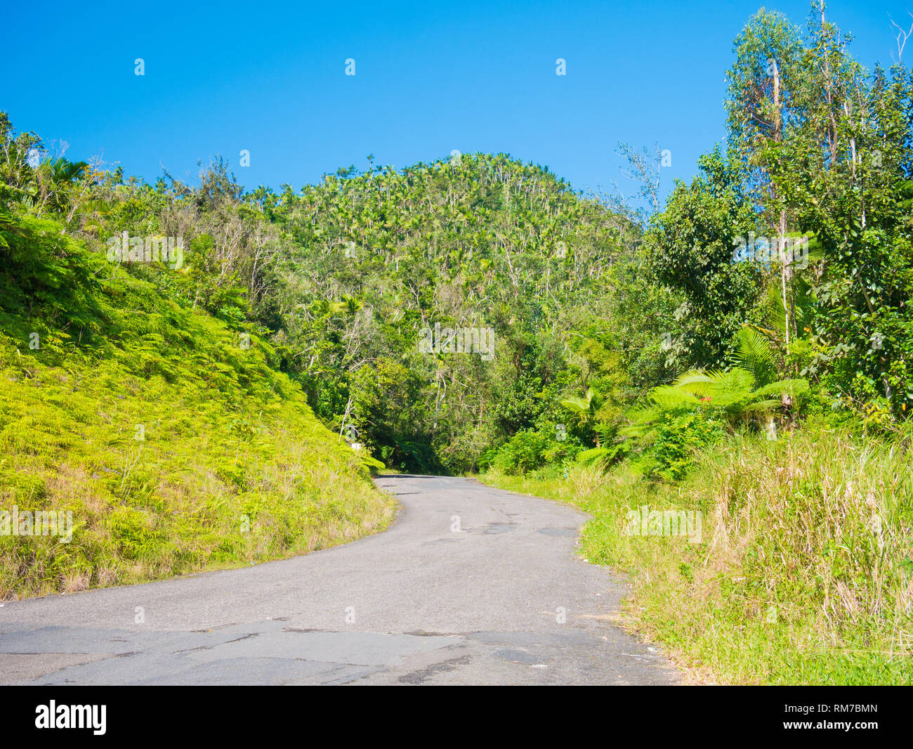 Ruta panoramica road in Puerto Rico. USA. this road is little used by ...