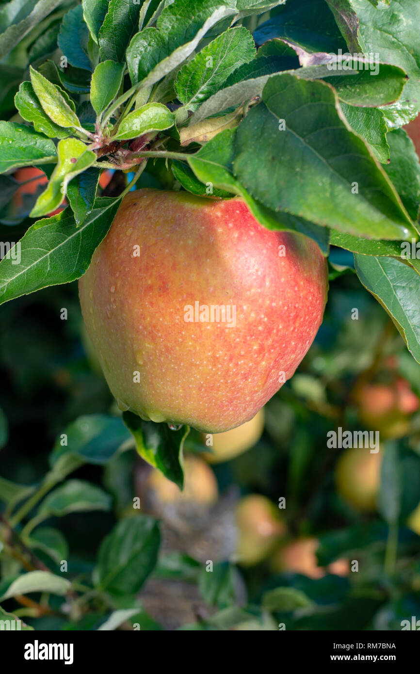 Big braeburn apples riping on the apple tree close up Stock Photo - Alamy