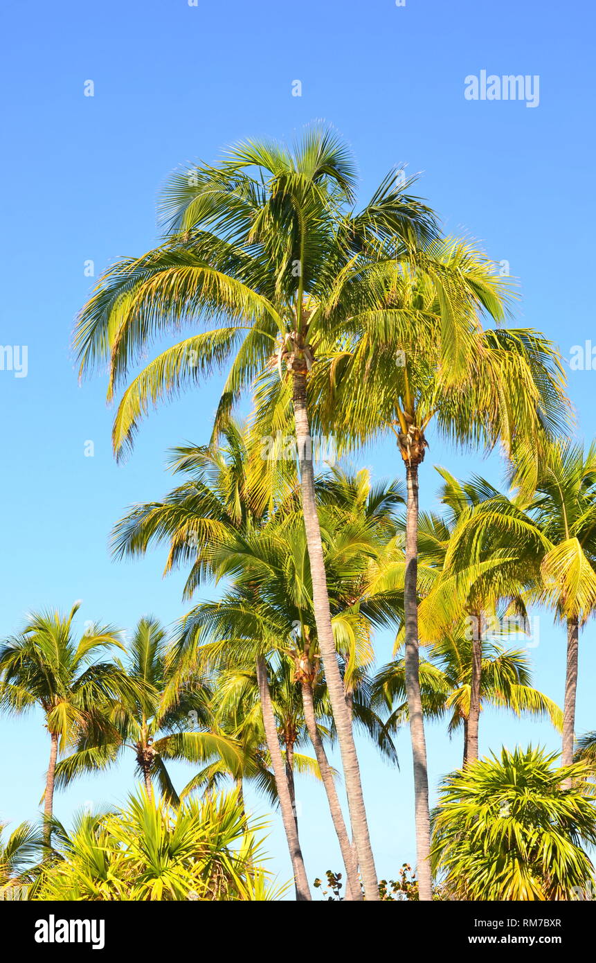 Cocos nucifera coconut palm tree tops against clear blue sky in a ...