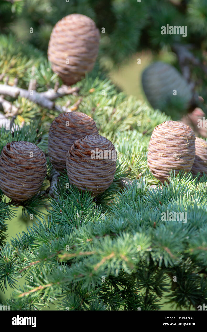 Himalayan cedar or deodar cedar tree with female cones, Christmas ...