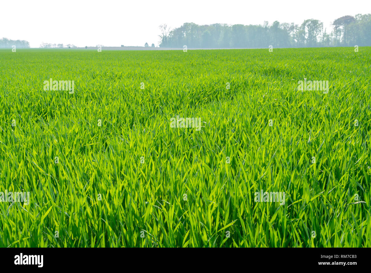 Spring fields panorama landscape with fresh green grass Stock Photo - Alamy