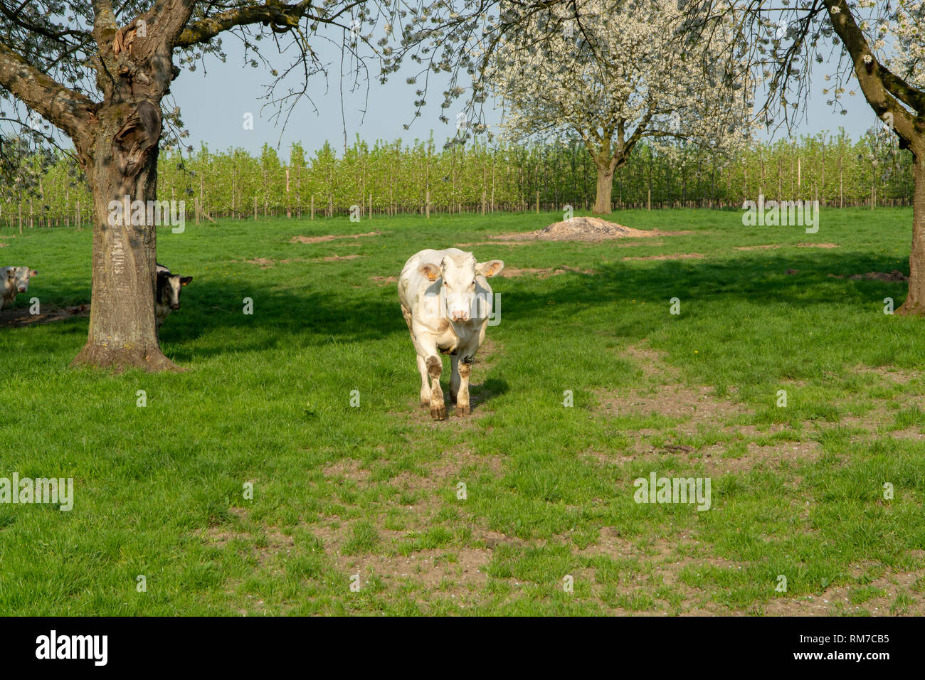 Belgian Blue cow, very big special beef cattle with double-muscling ...