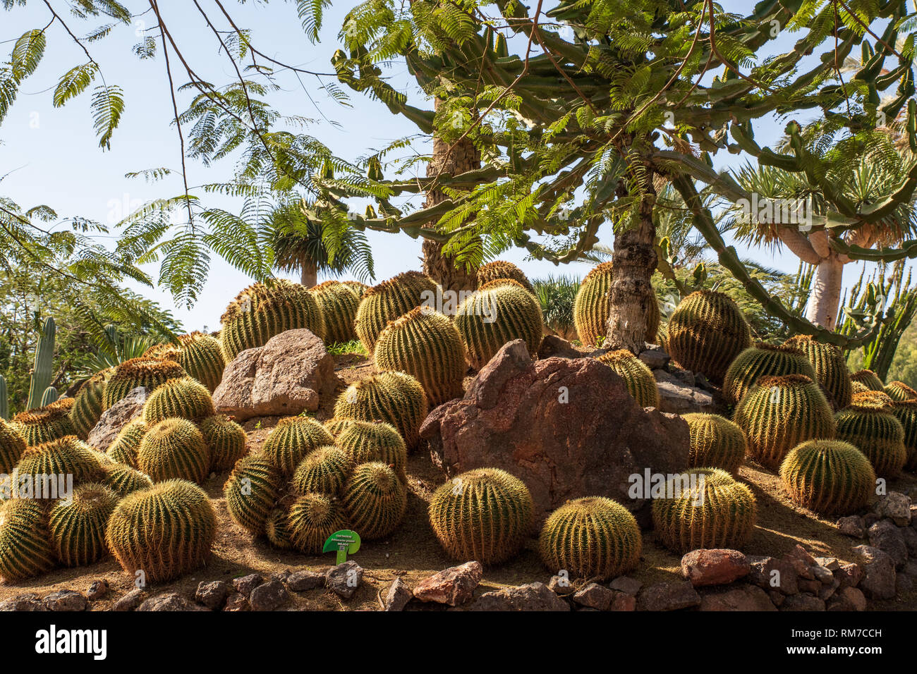 Cactus collection growing in a botanical garden Stock Photo - Alamy