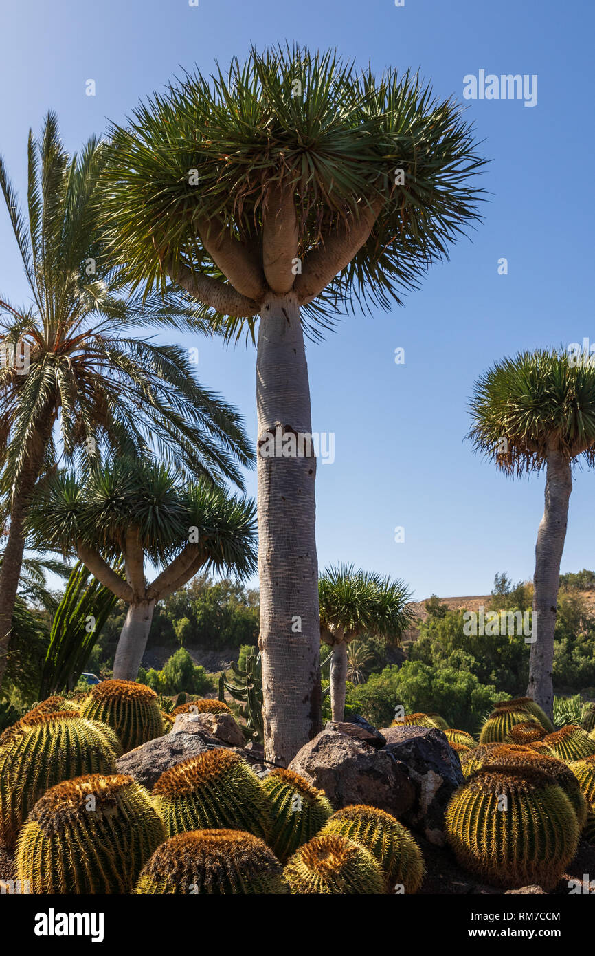 Cactus collection growing in a botanical garden Stock Photo - Alamy
