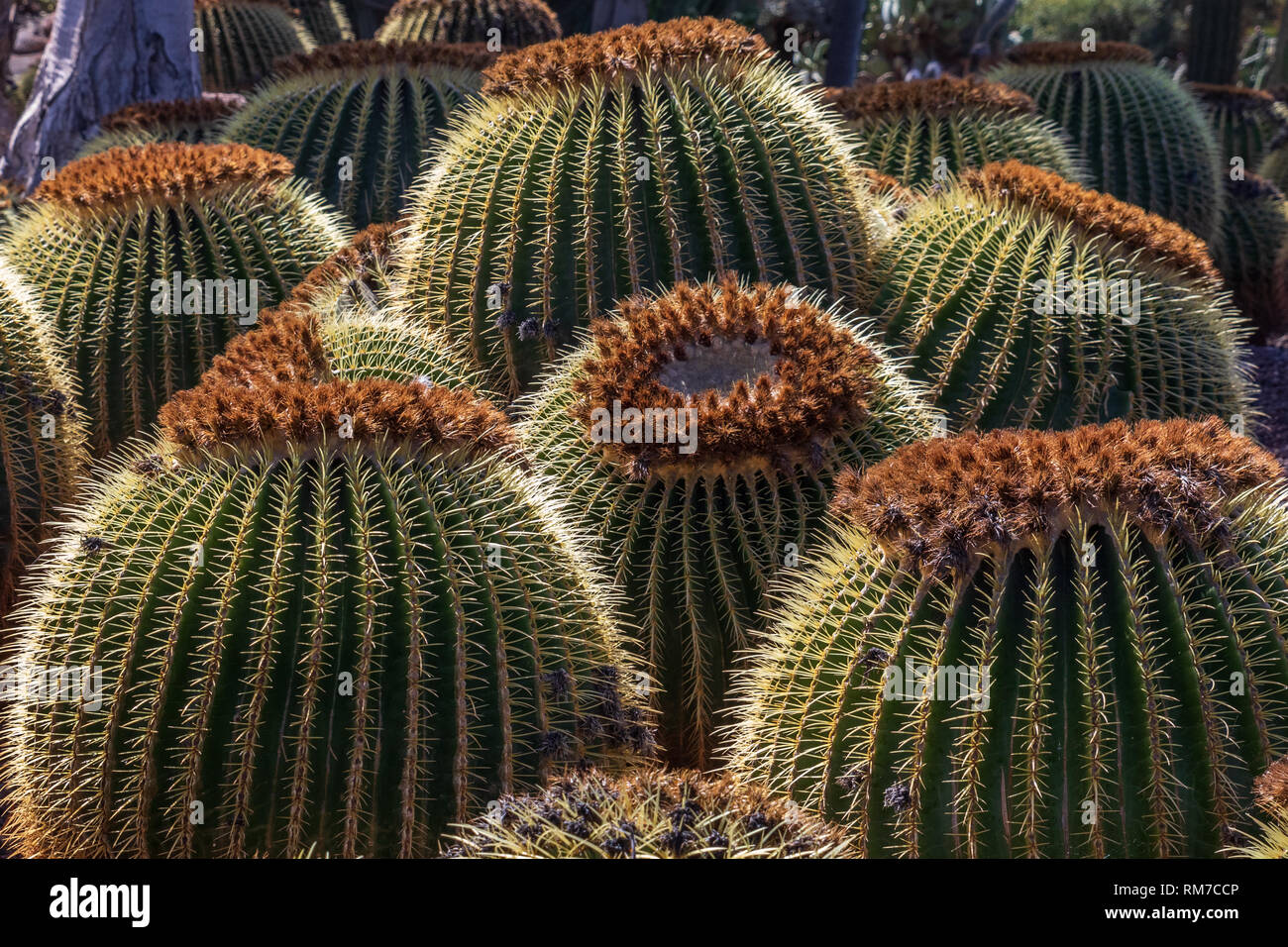 Cactus collection growing in a botanical garden Stock Photo - Alamy