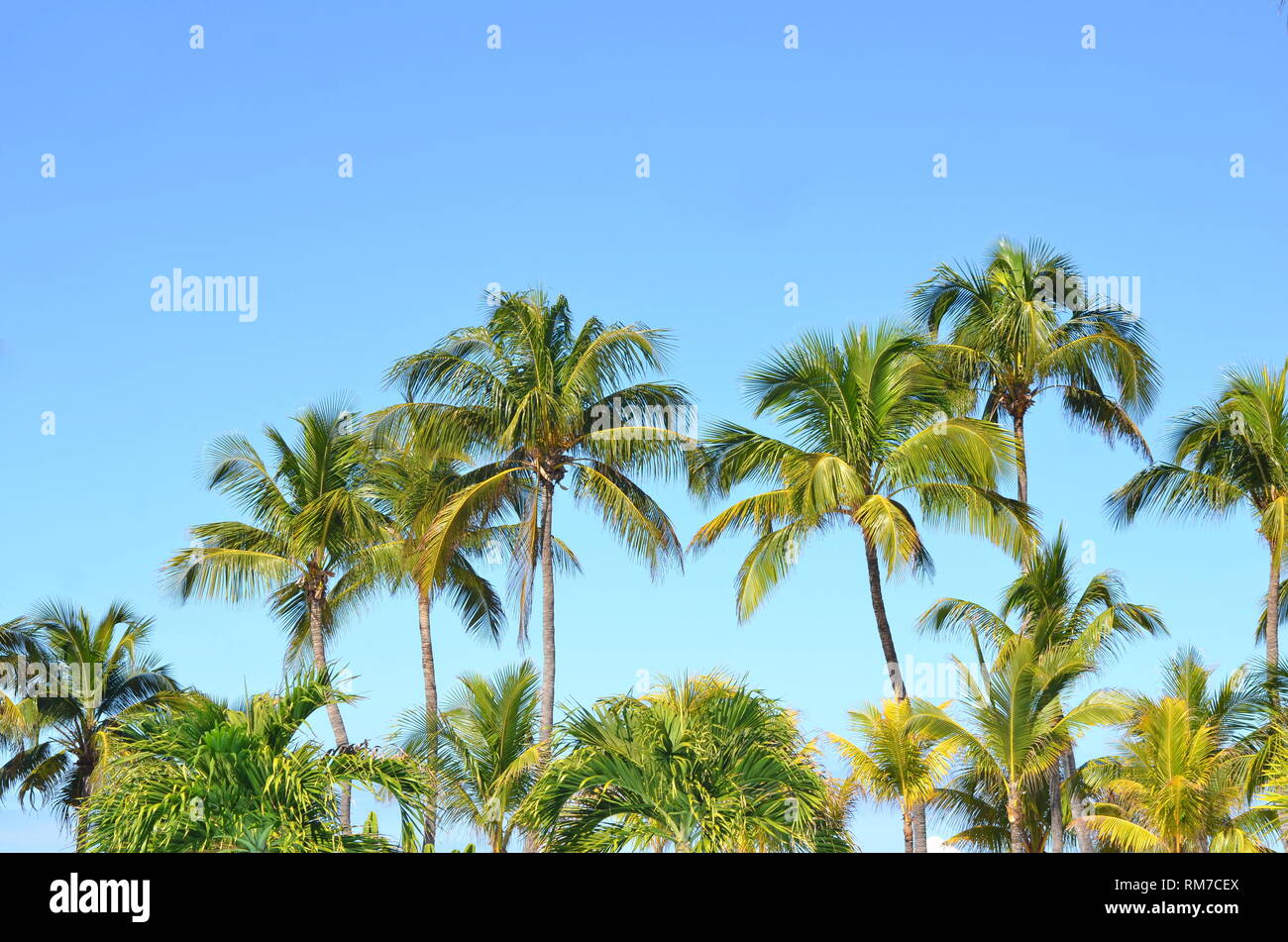Coconut palm cocos nucifera swimming hi-res stock photography and ...