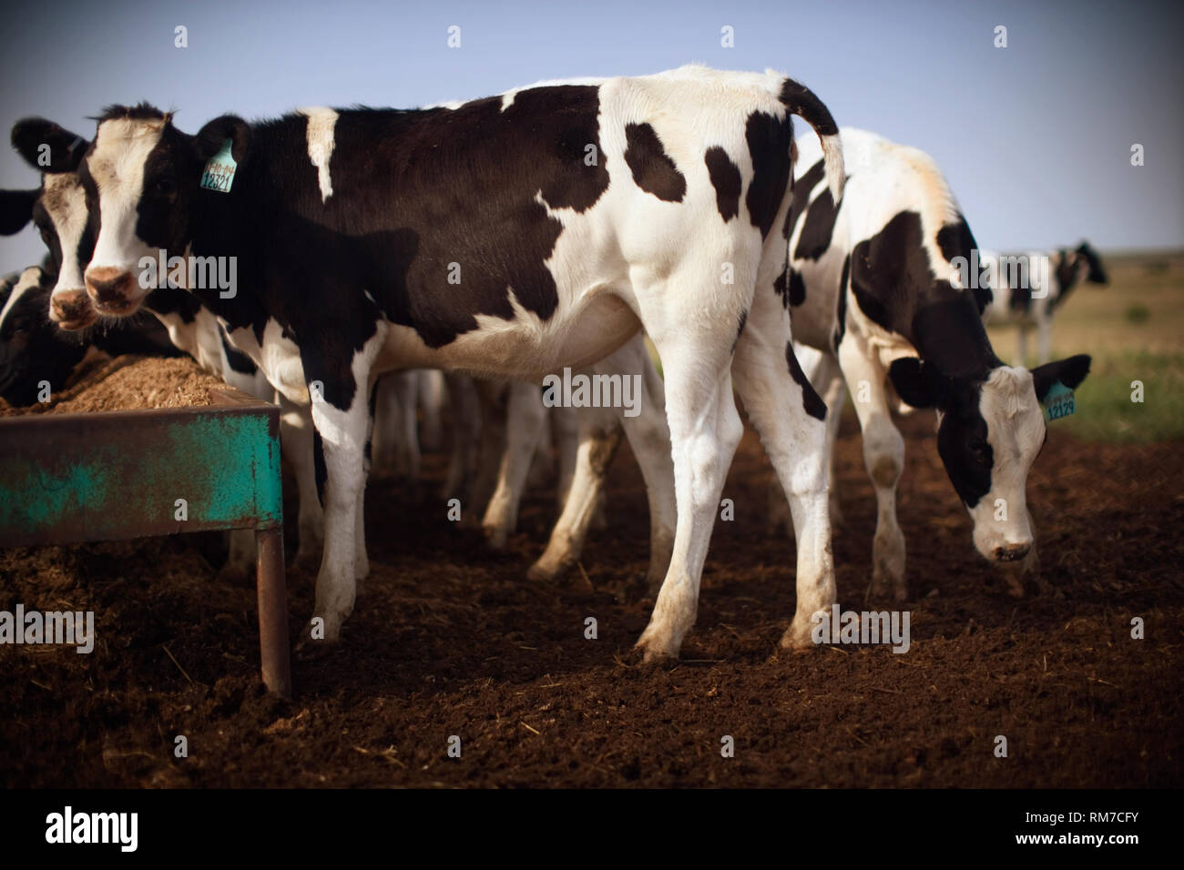 View of cows having forage Stock Photo - Alamy