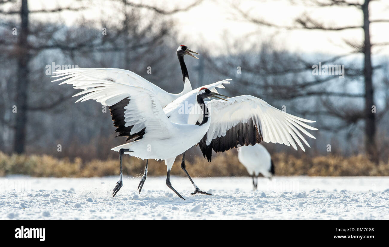 Dancing Cranes. The ritual marriage dance of cranes. The red-crowned ...