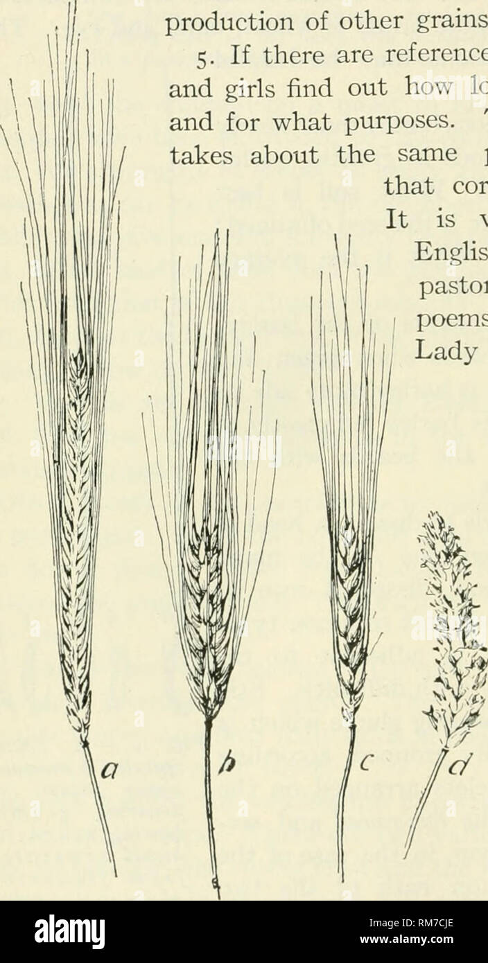 Shallow root system hi-res stock photography and images - Alamy