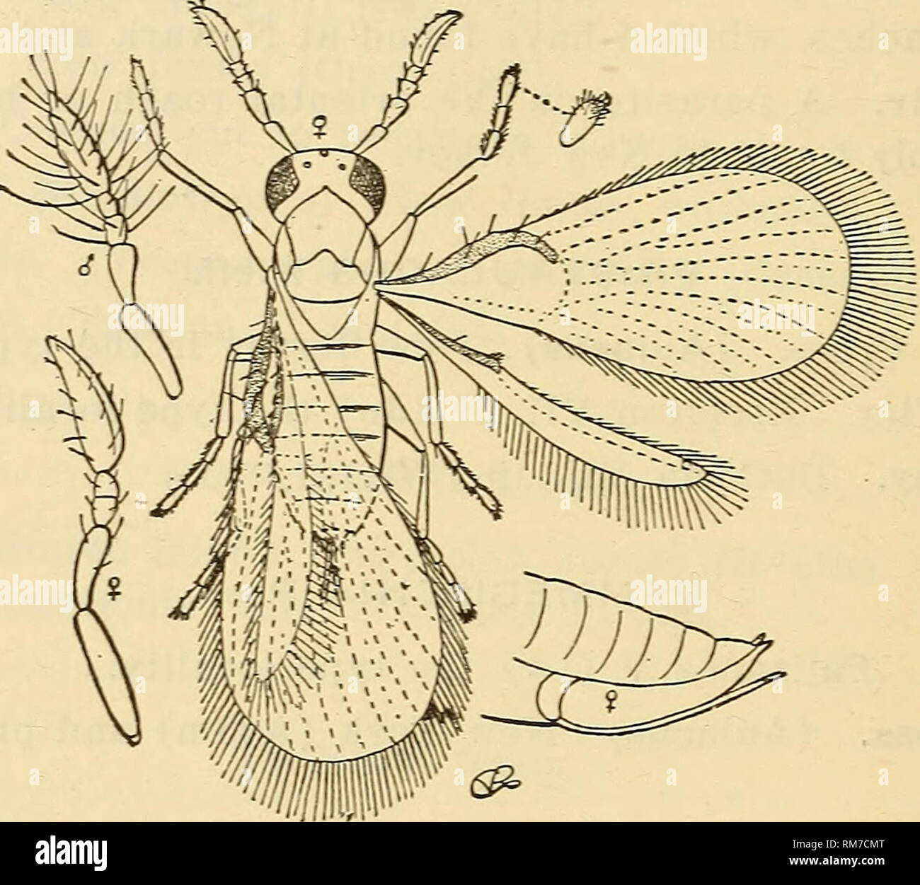 Trichogramma minutum hi-res stock photography and images - Alamy