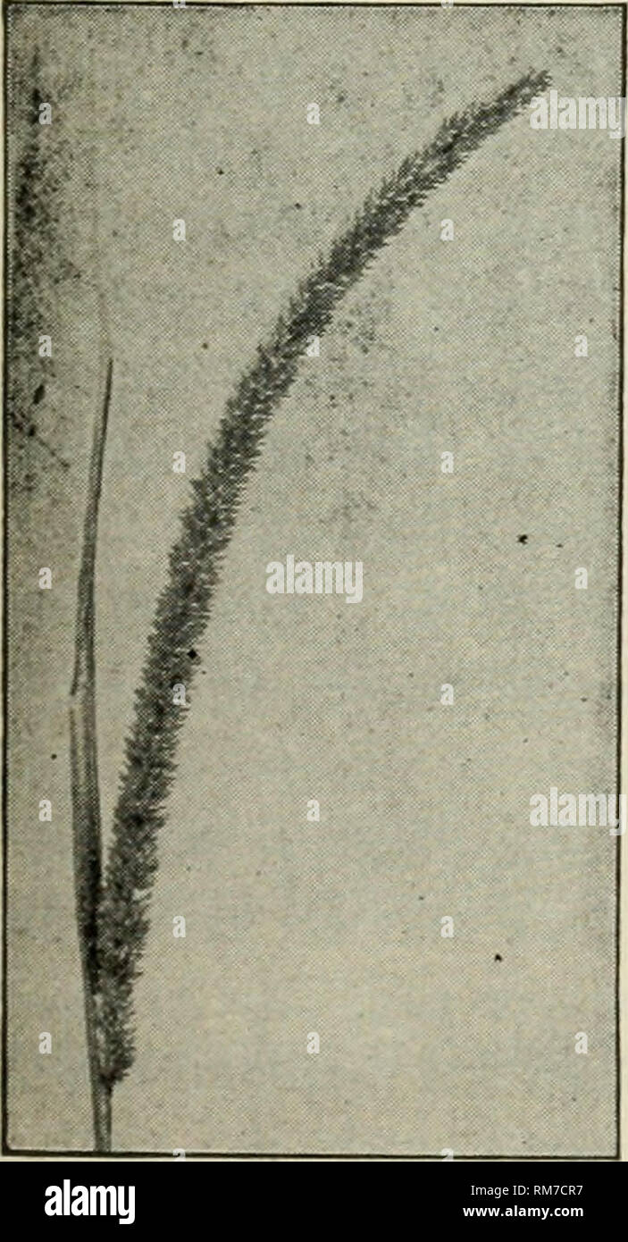 Oat hull hi-res stock photography and images - Alamy