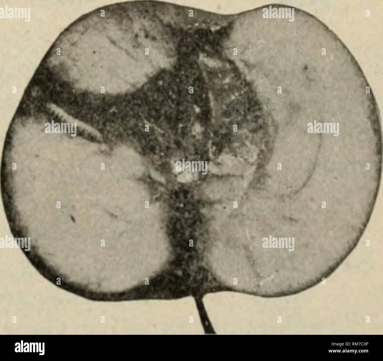 Insects food paris hi-res stock photography and images - Alamy