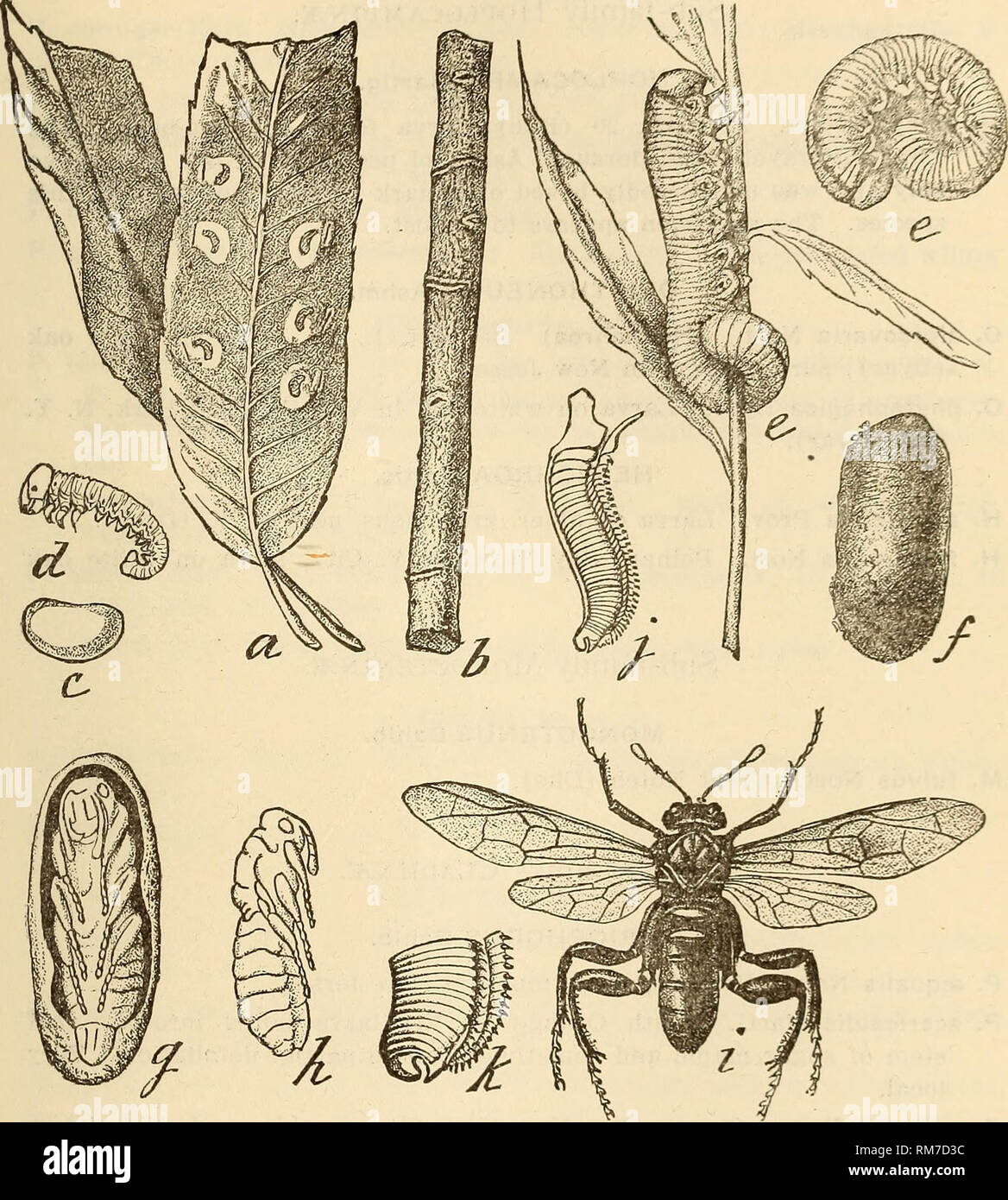 Insect Larvae Identification Guide Dragonfly Identification Booklet