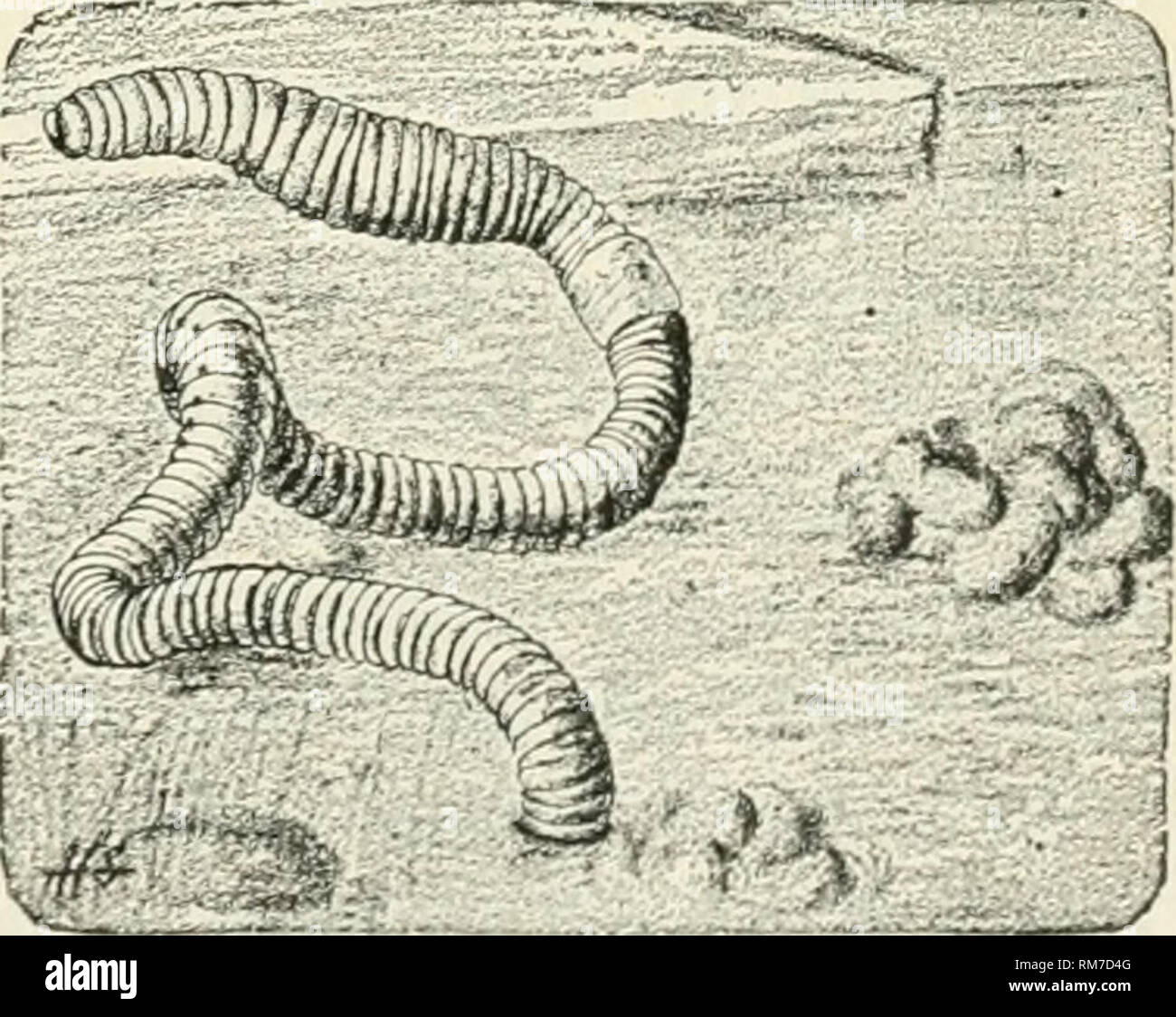 Earthworm Burrow Stock Photos & Earthworm Burrow Stock Images - Alamy