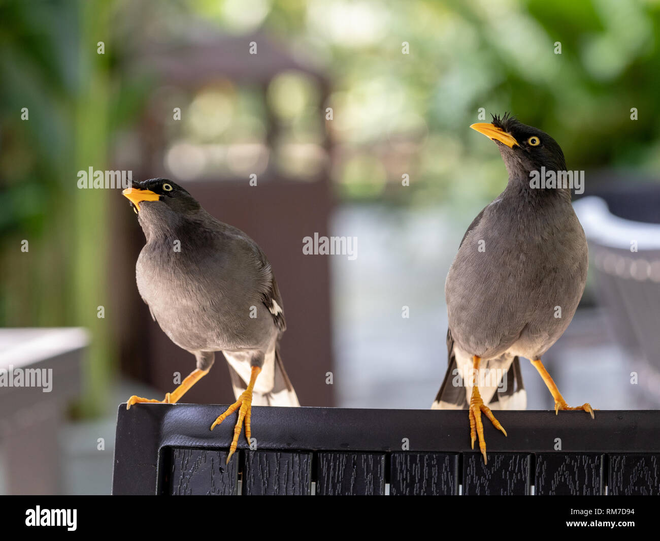 Two Javan Mynah birds, Acridotheres javanicus, visiting an outdoor ...