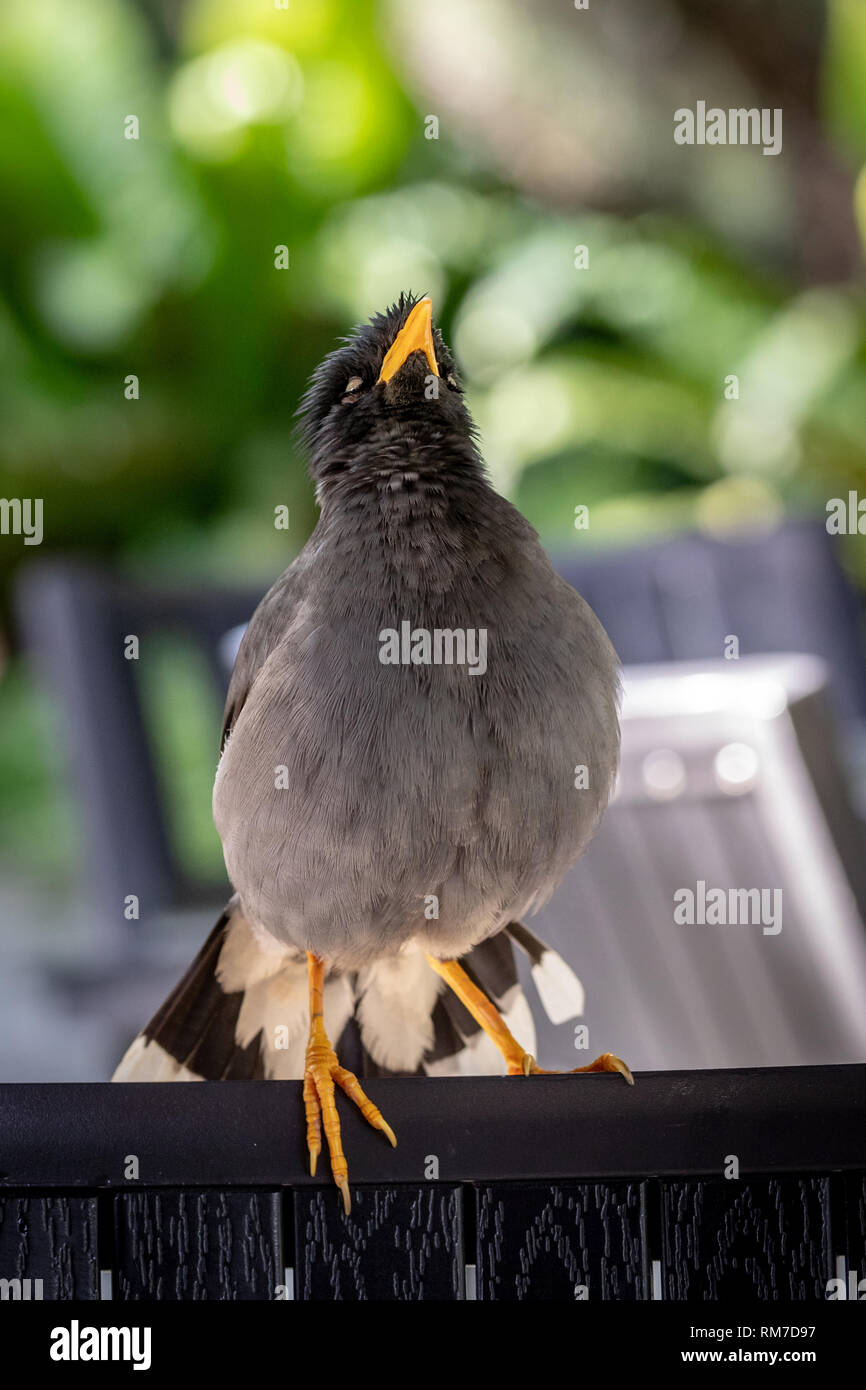 Javan Mynah, Acridotheres javanicus, showing courtship dance, mating ...