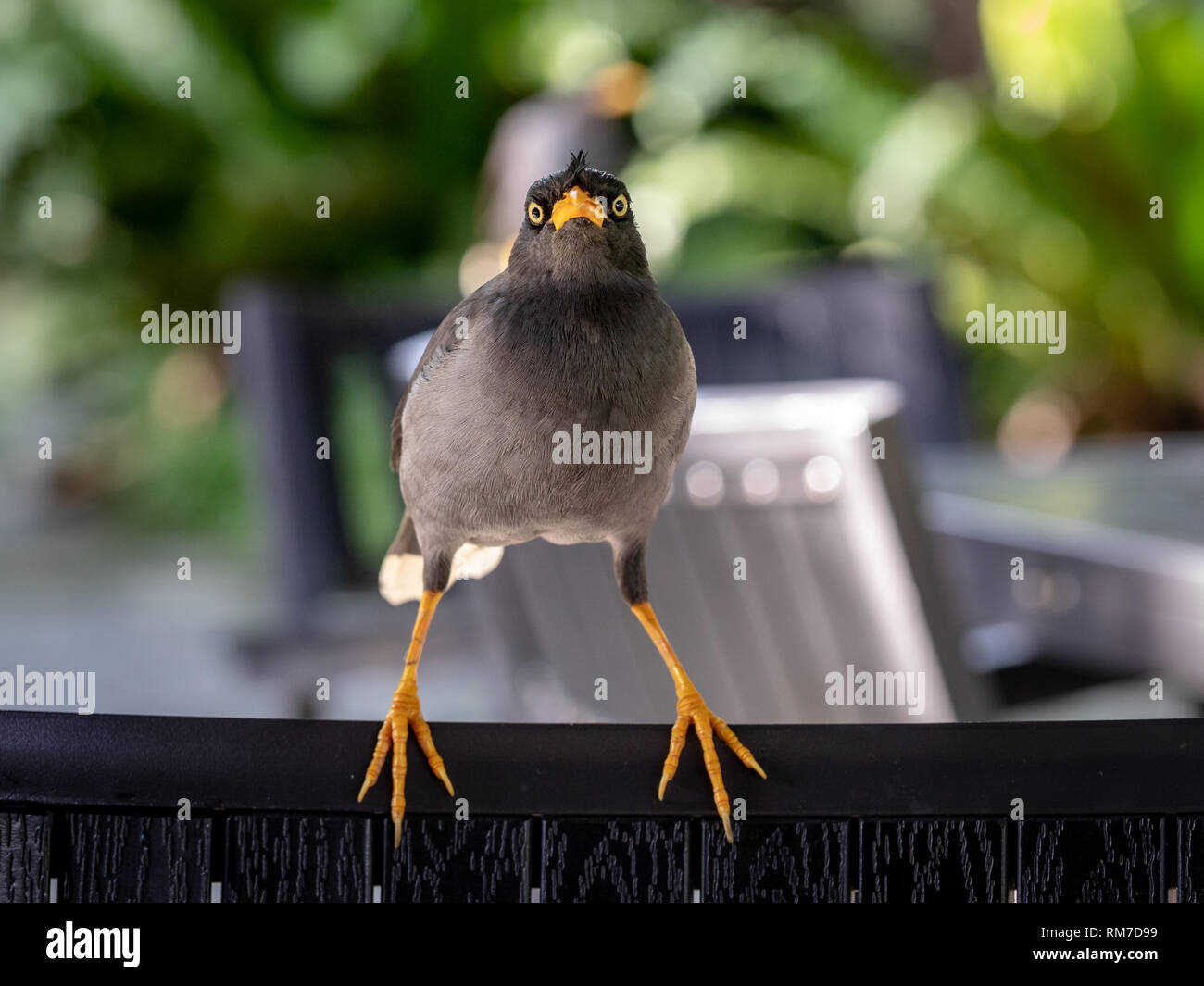 Javan Mynah, Acridotheres javanicus, visiting an outdoor restaurant in ...