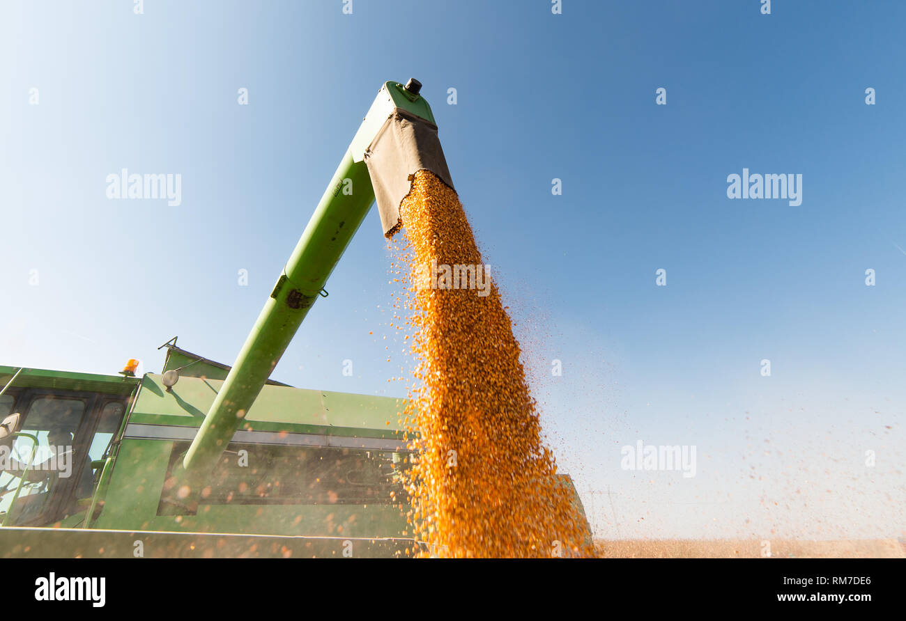 Pouring corn grain into tractor trailer after harvest at field Stock ...