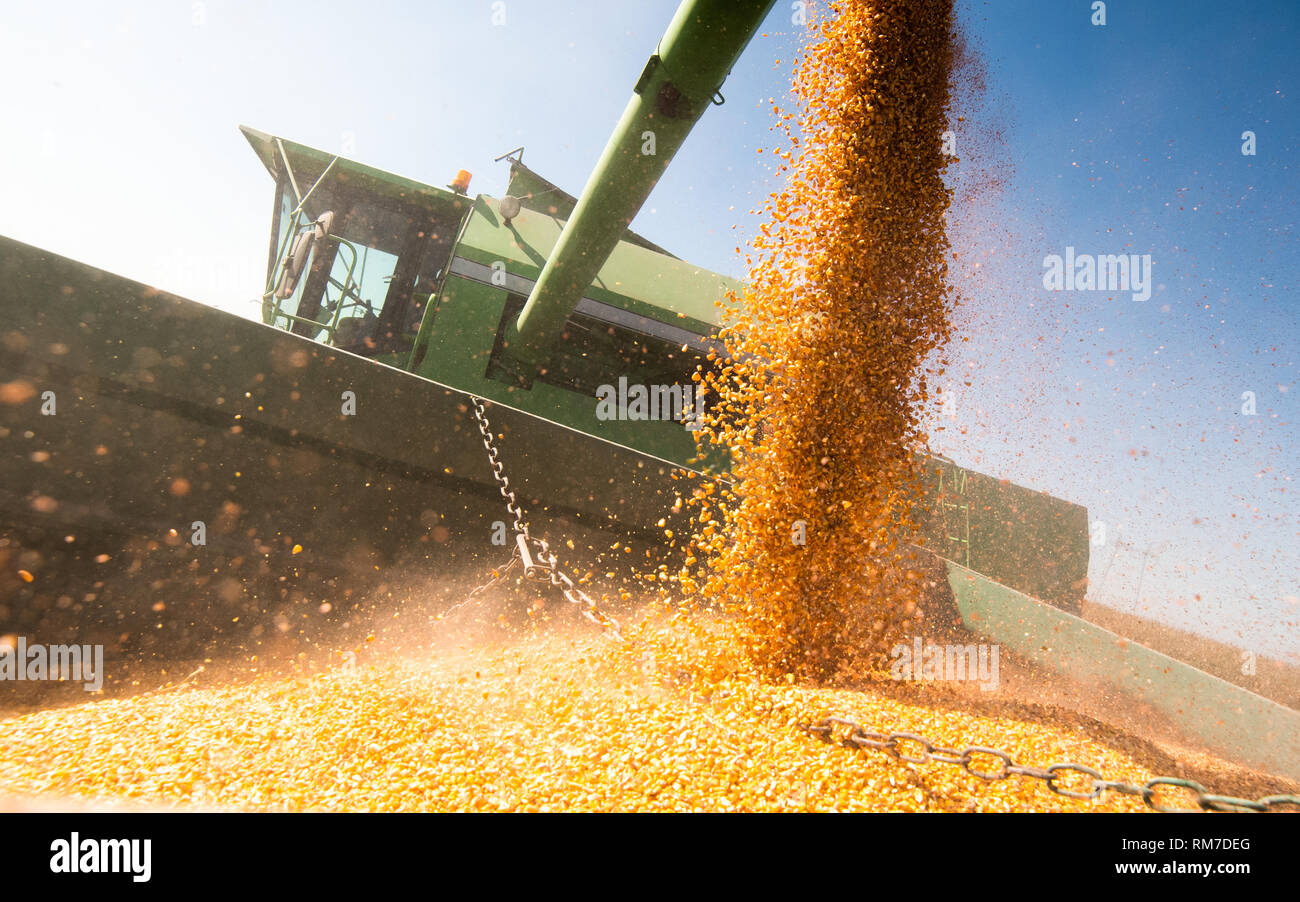Pouring corn grain into tractor trailer after harvest at field Stock ...