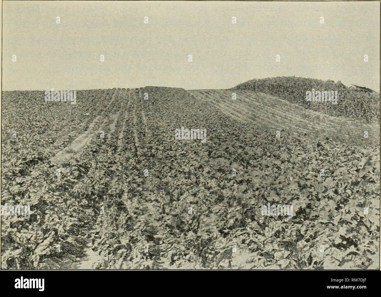 . Annual report of the New York State College of Agriculture at Cornell ...