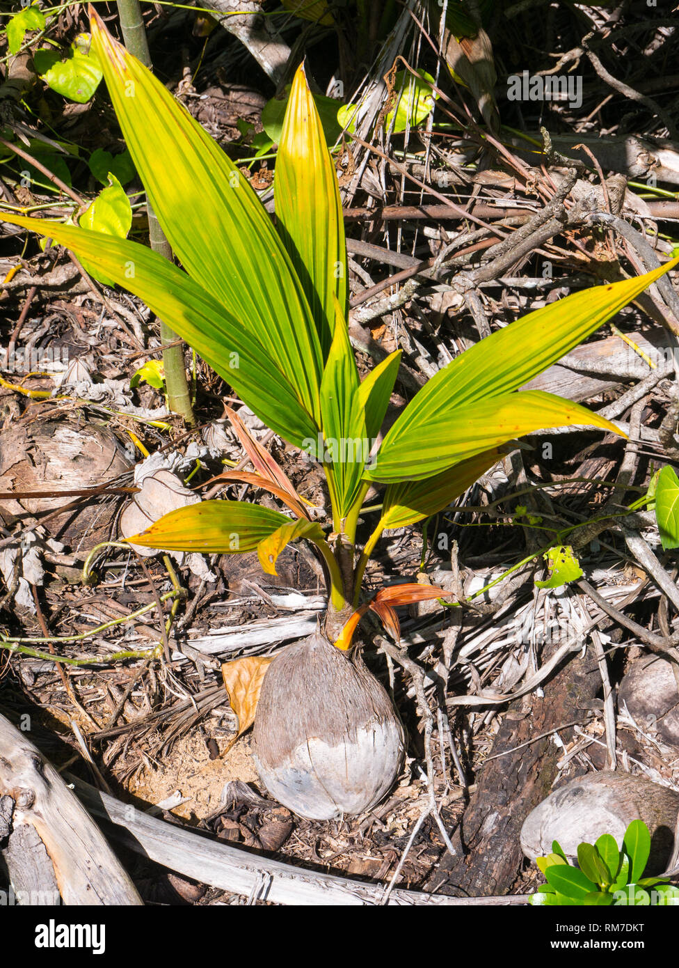 A coconut is growing on the ground Stock Photo - Alamy