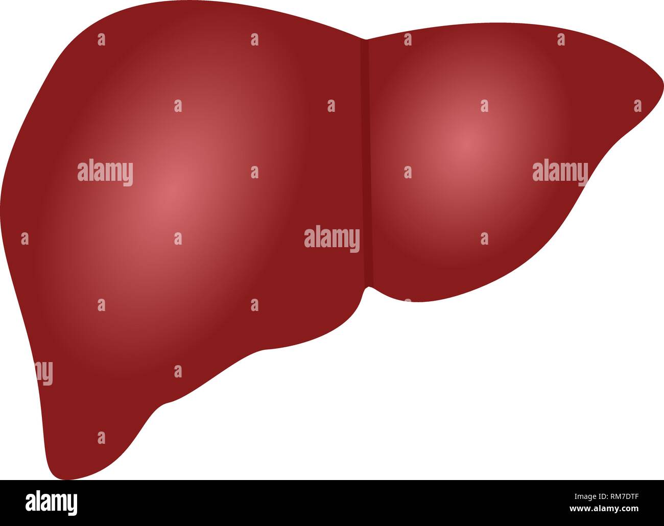 Liver anatomy colorful drawing on a white background isolated Stock ...