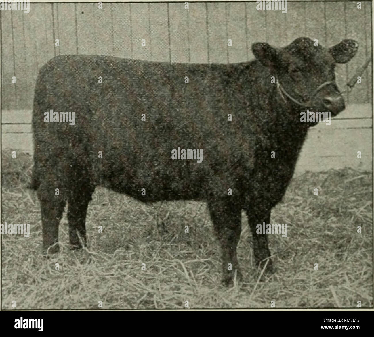 Roan shorthorn hi-res stock photography and images - Alamy