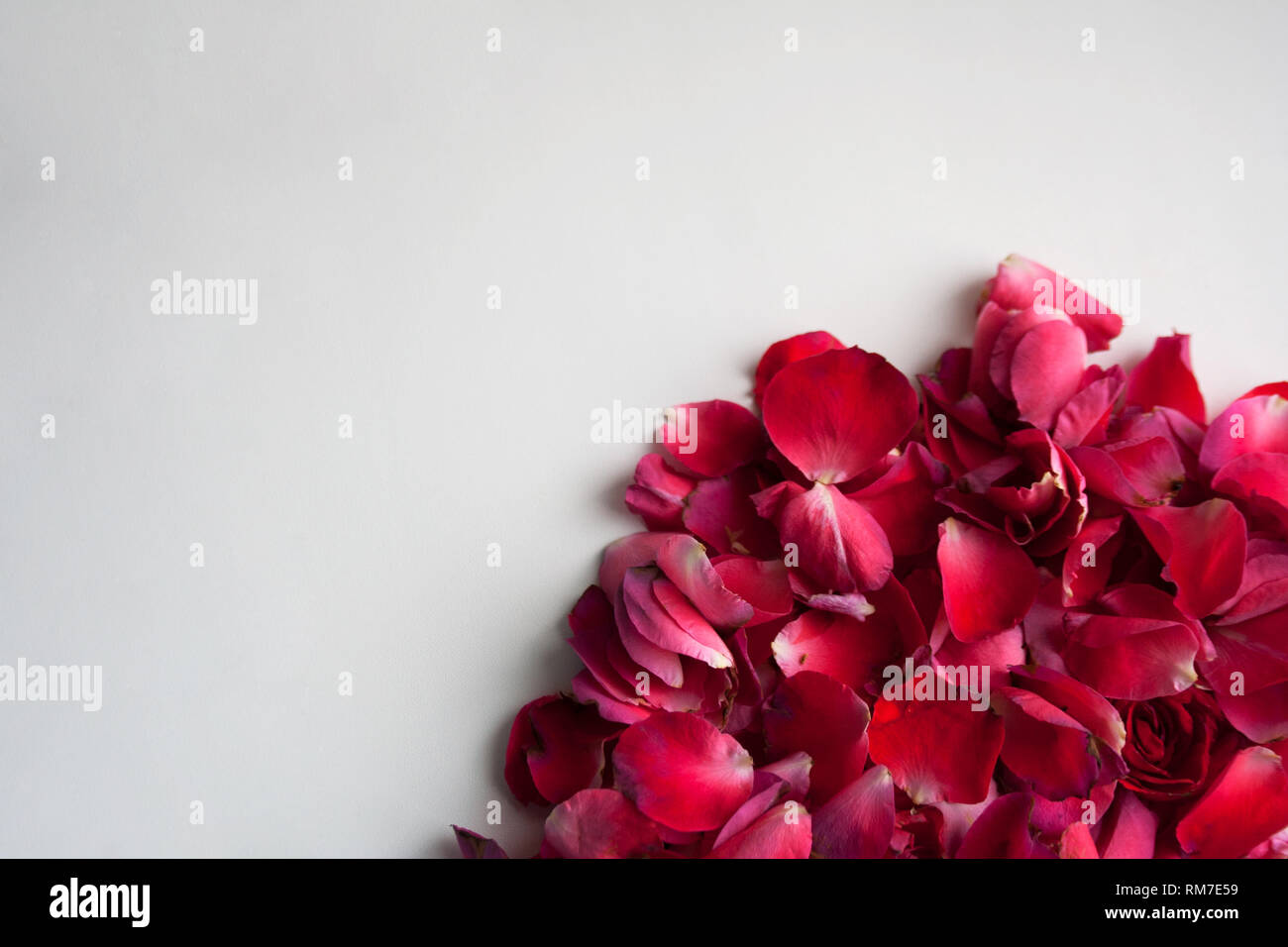 Red flower petals texture background with a copy space Stock Photo - Alamy